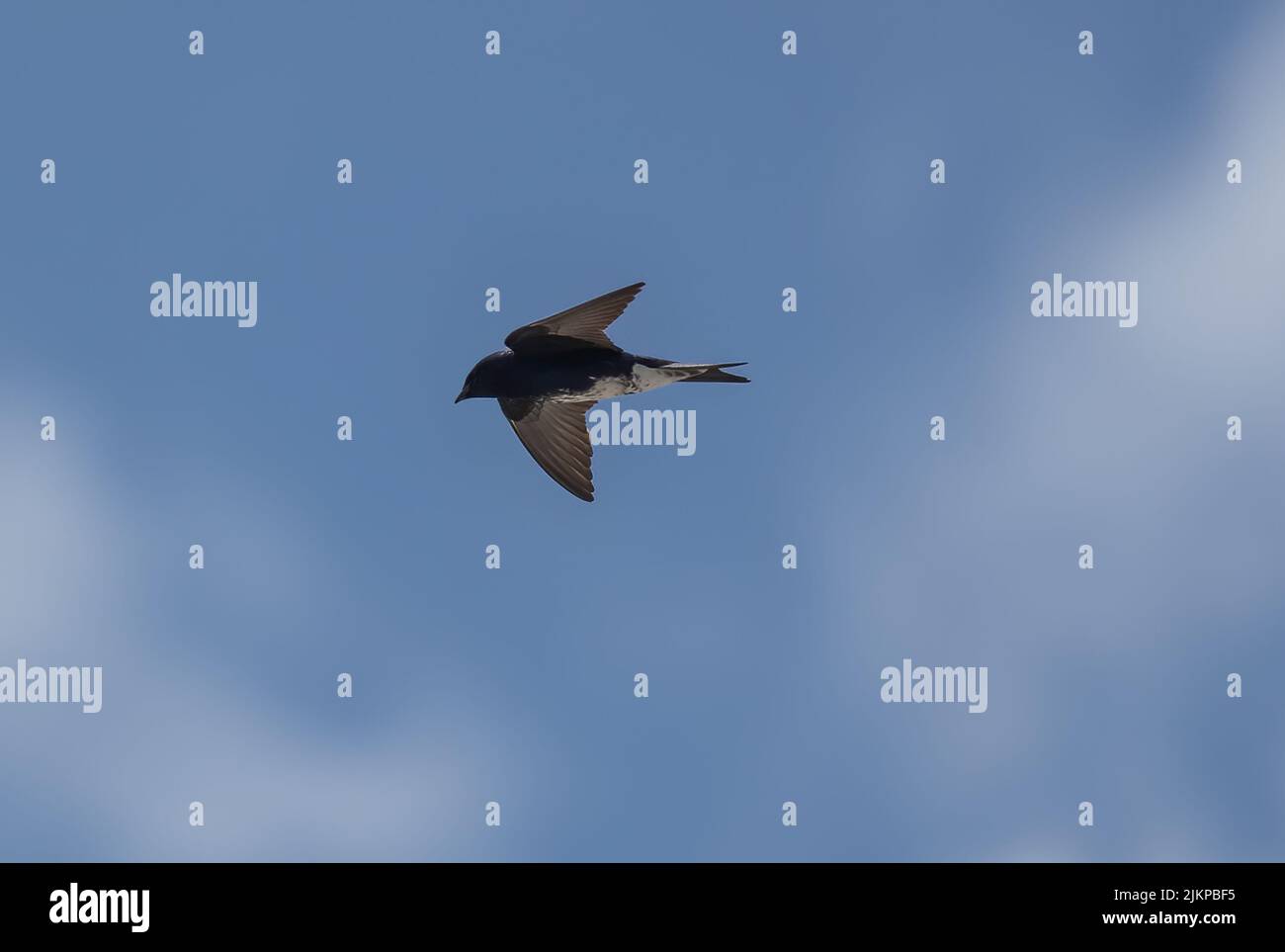 Blue martin hi-res stock photography and images - Alamy
