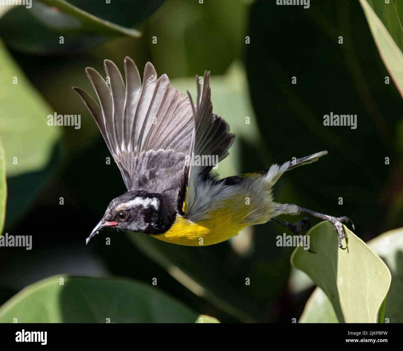 A shallow focus shot of a Bananaquit bird in a flight in a garden with ...