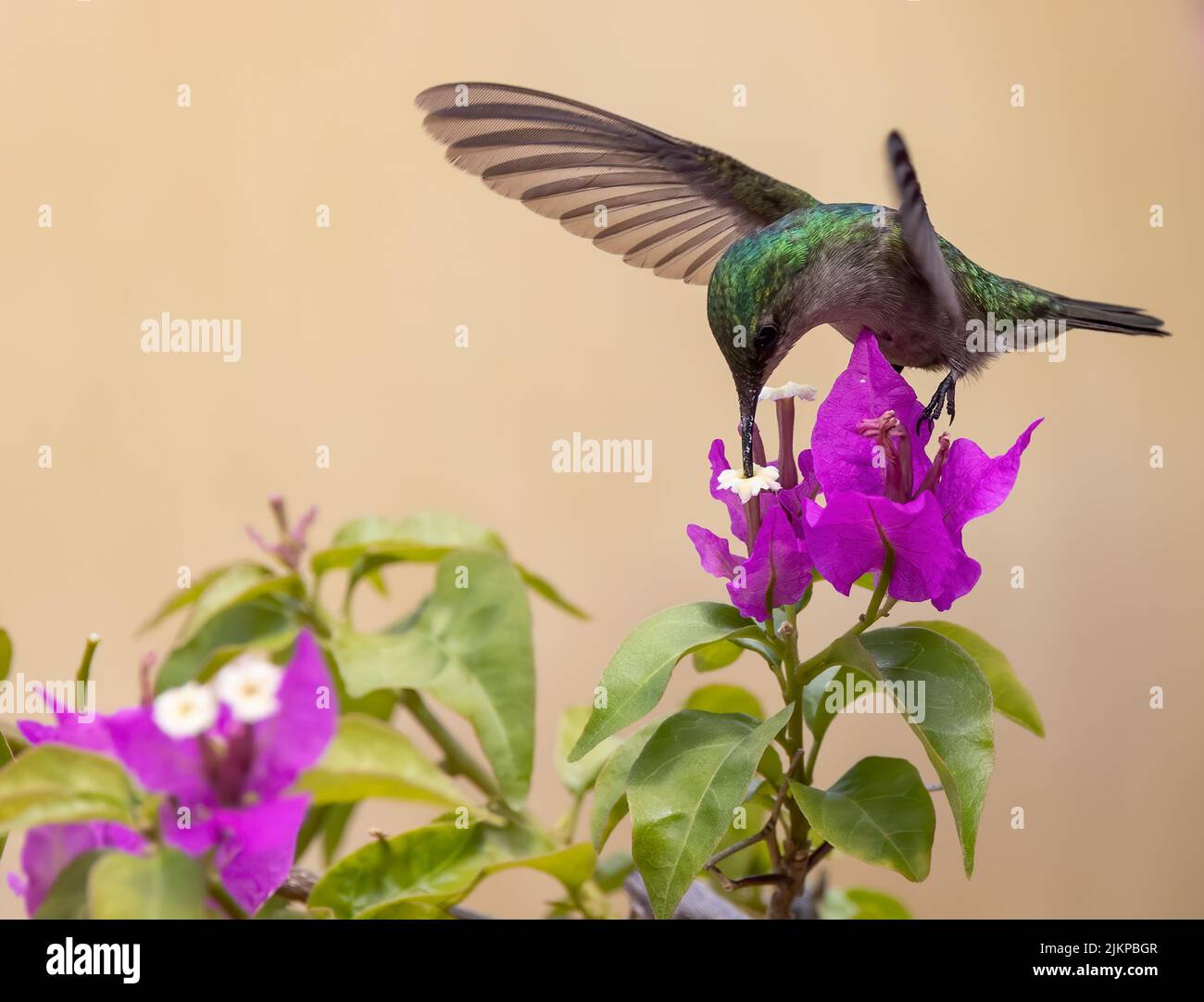 a close up shot of Antillean crested hummingbird on a pink flower Stock ...