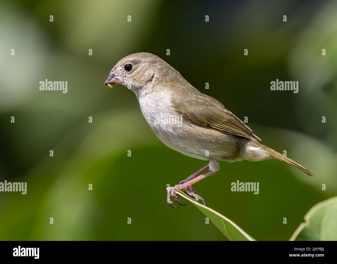 Dull colored hawk hi-res stock photography and images - Alamy