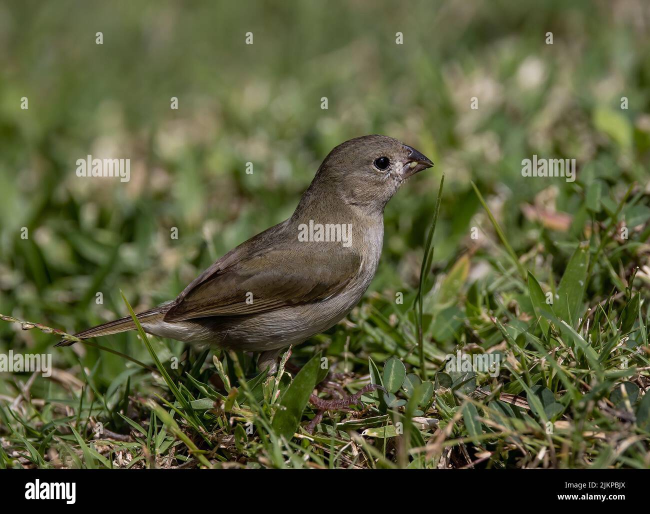 Dull colored hawk hi-res stock photography and images - Alamy