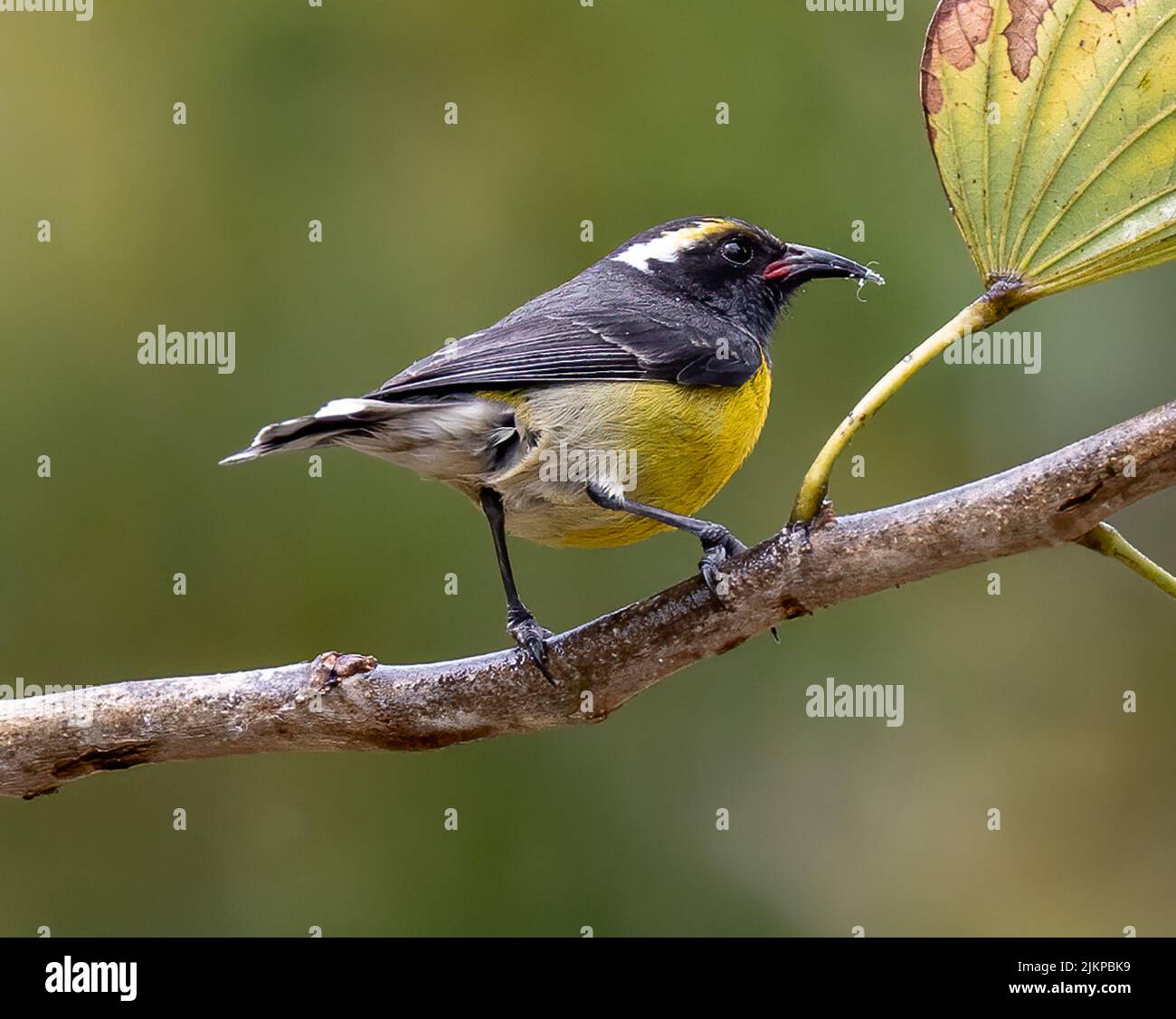 A closeup shot of a Bananaquit bird standing on a tree branch in the ...