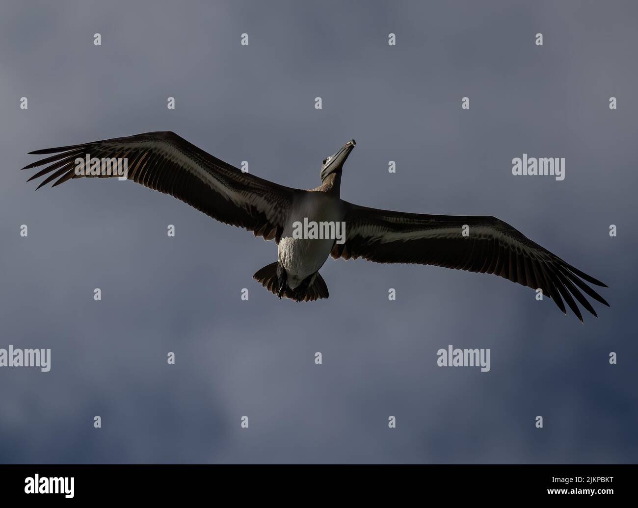 A Low angle shot of a Peruvian pelican bird flying in the cloudy sky on ...