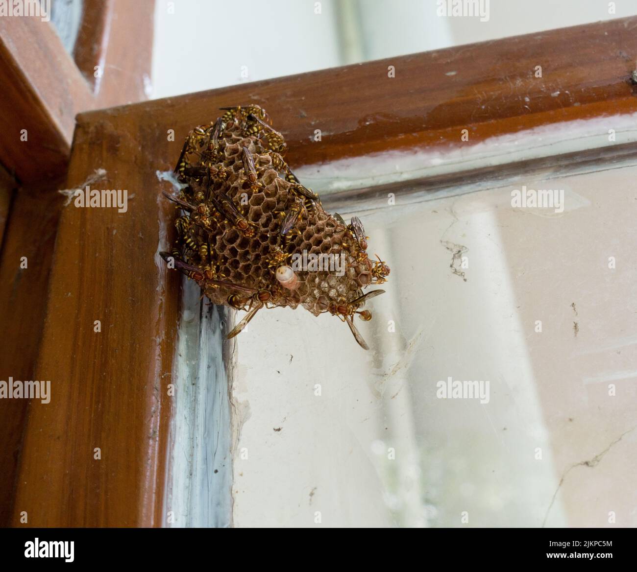 A close up shot of yellow paper wasp nest on a window pan. Paper wasps ...