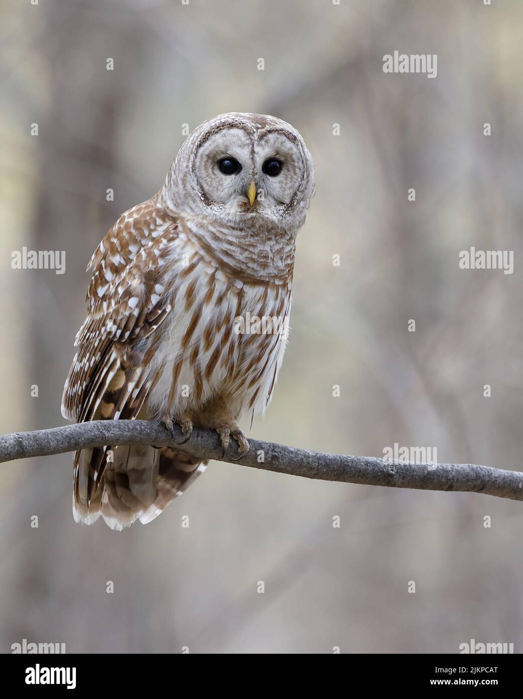 Strix bird species hi-res stock photography and images - Alamy