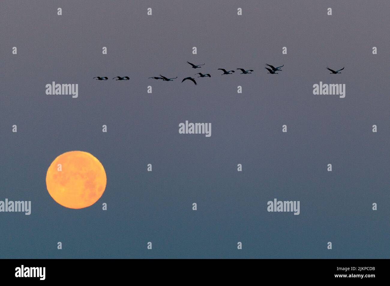 A group of cranes flying freely in the sky over a background of the ...