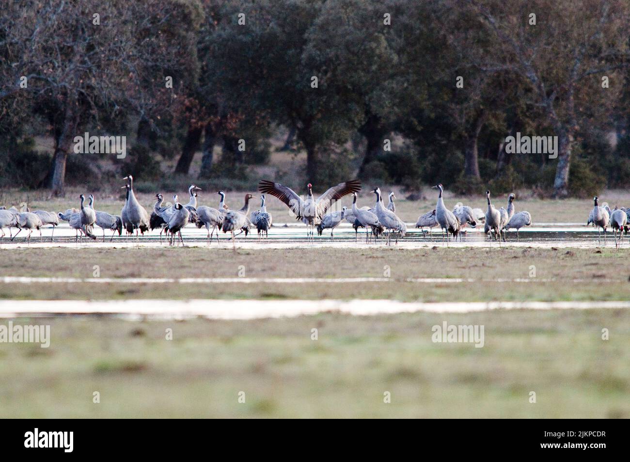 Grulla común en Navalmoral Stock Photo - Alamy