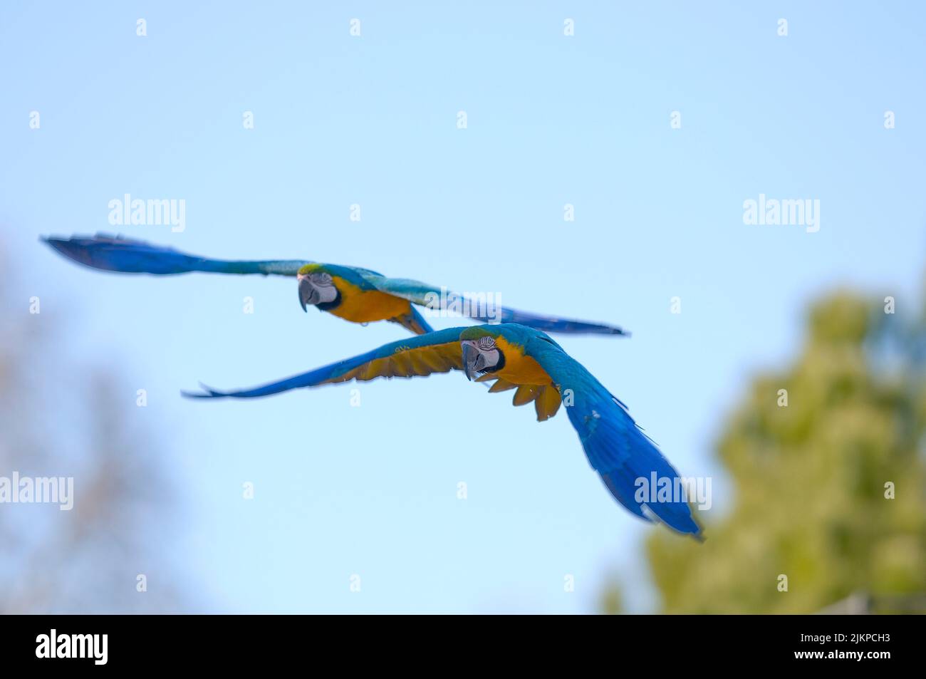 A colorful yellow and blue macaw parrots flying in the sky Stock Photo ...