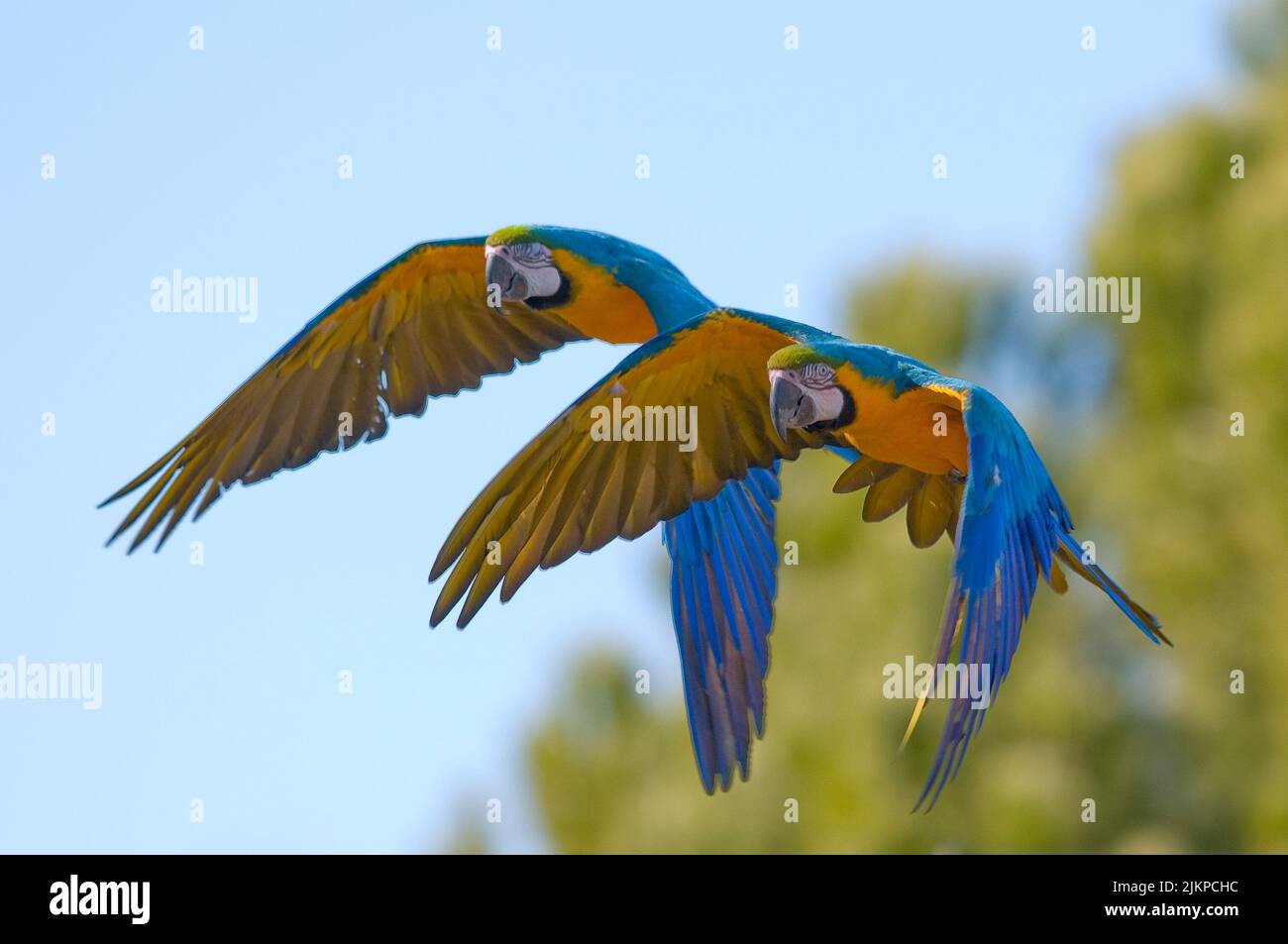 Blue Parrot Flying