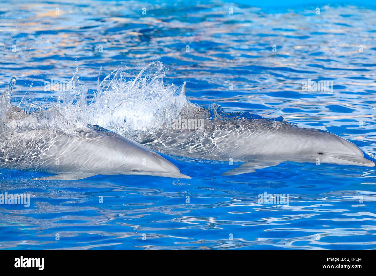Two dolphins playing in an aquatic park in Madrid, Spain Stock Photo ...