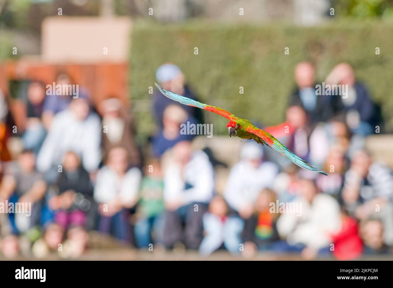 A colorful macaw parrot in the air . An exhibition of parrots in flight ...