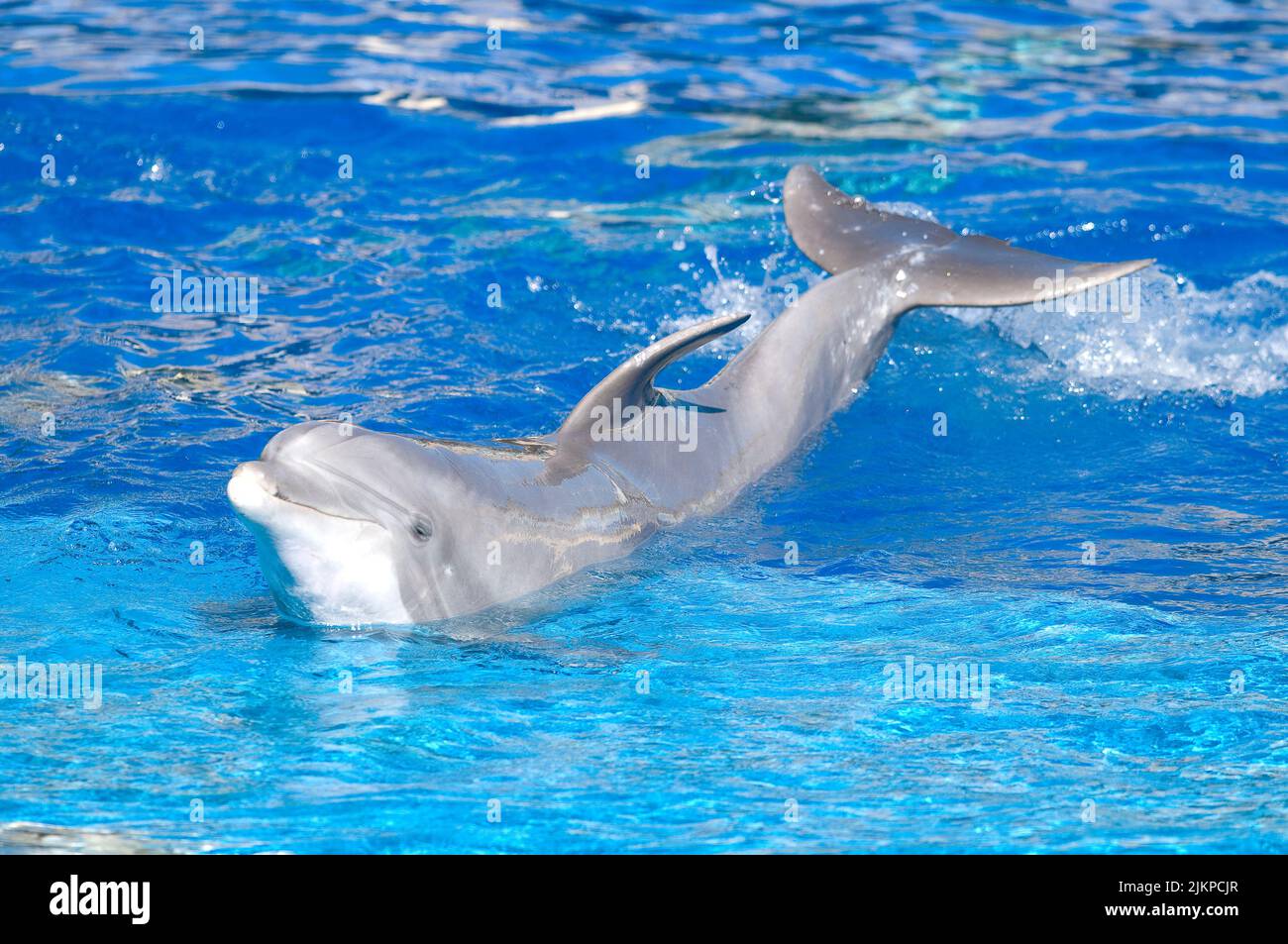Dolphin toys hi-res stock photography and images - Alamy