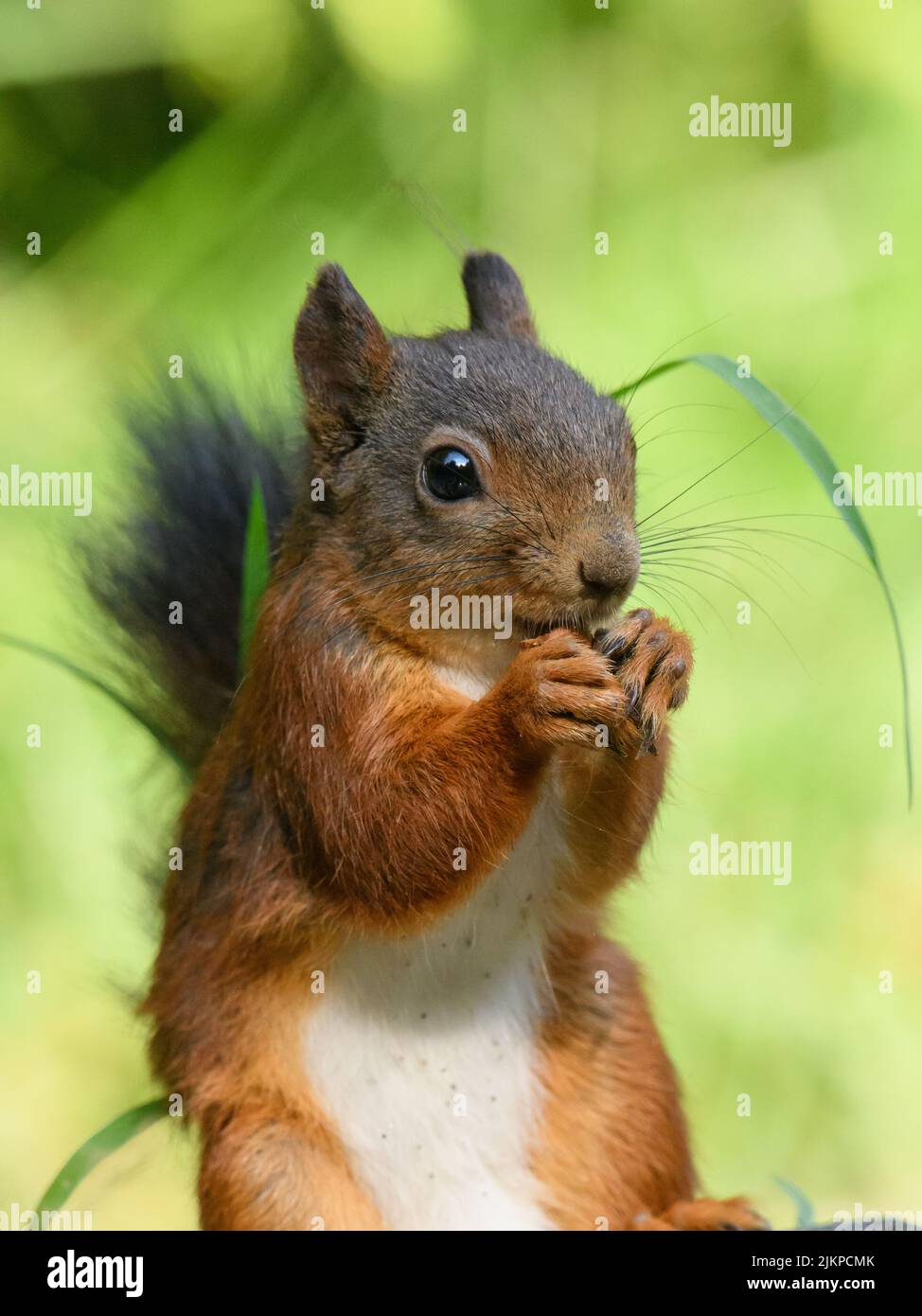 Red squirrel and nuts hi-res stock photography and images - Alamy