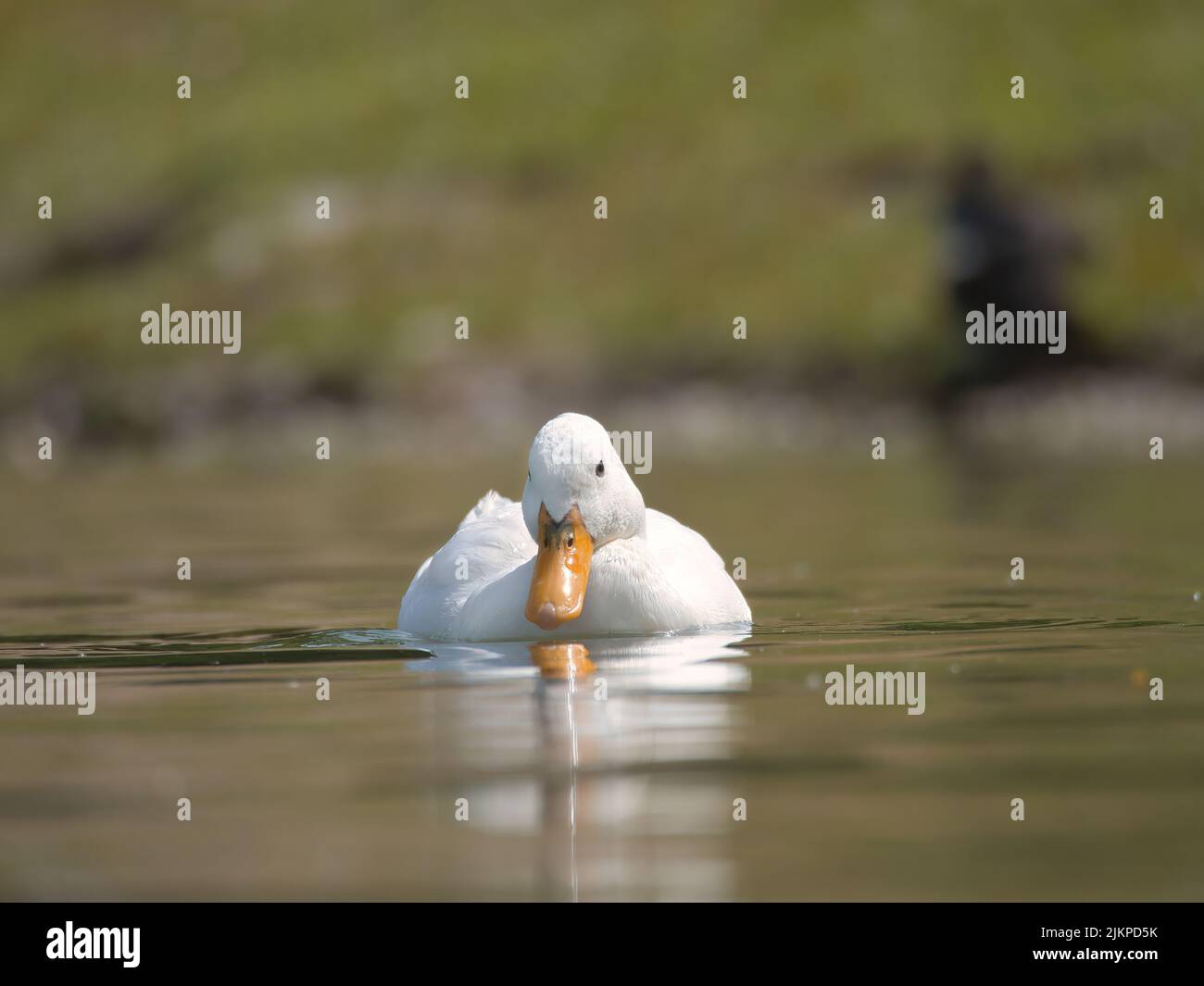 Long neck duck hi-res stock photography and images - Alamy