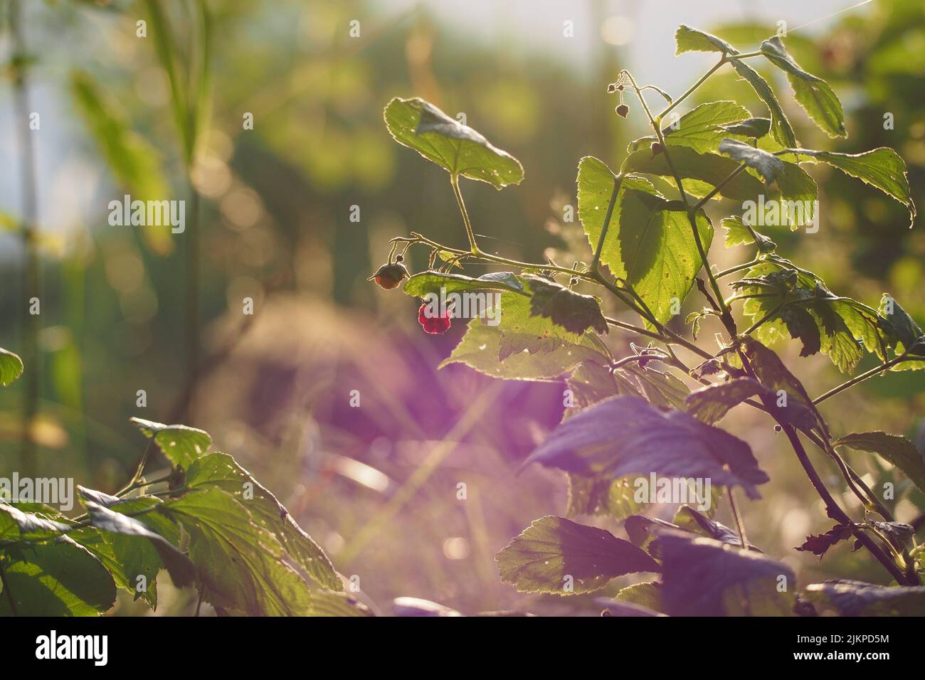 Raspberry bush backlit in wild nature with ripe raspberry hanging from ...
