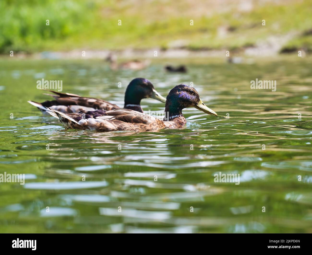 sideview of a male ducks in a pond on a sunny day from a long angle ...