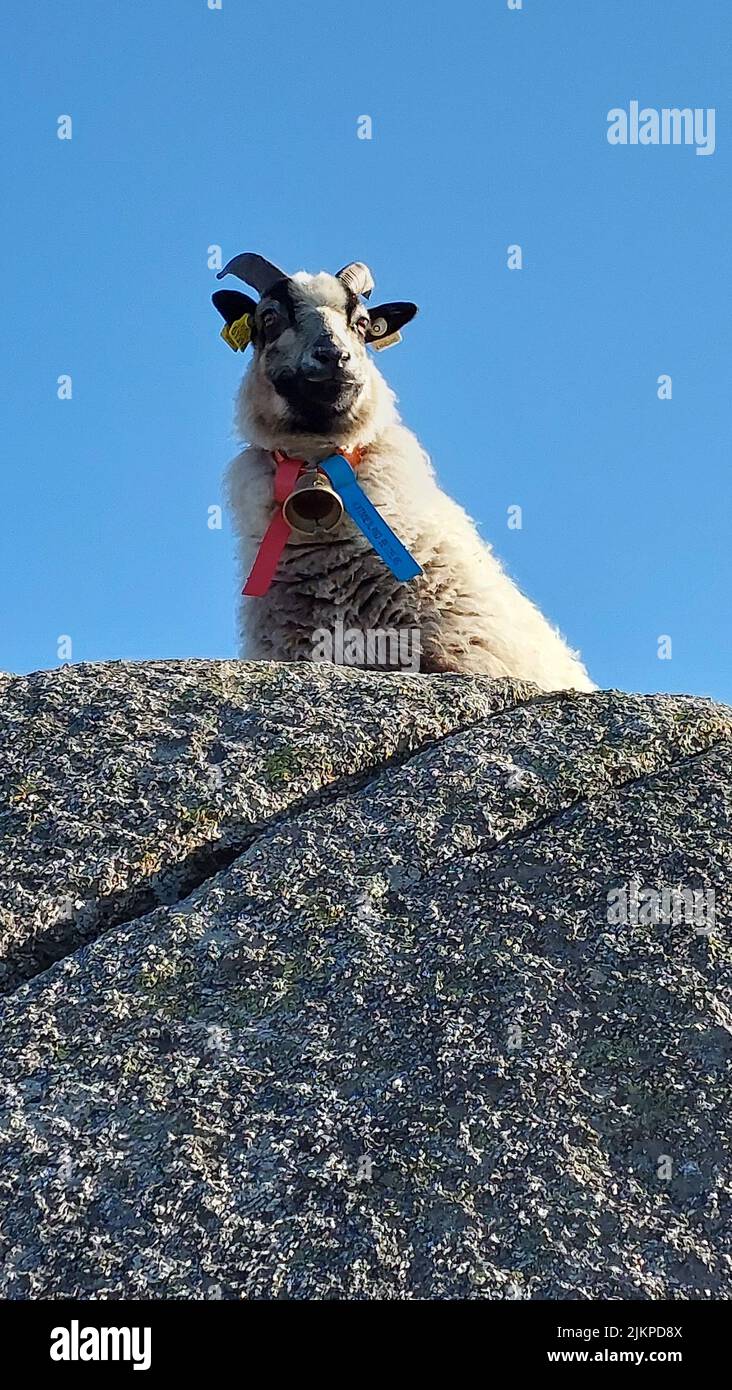 A close-up of a white mountain goat standing on top of a cliff with a ...