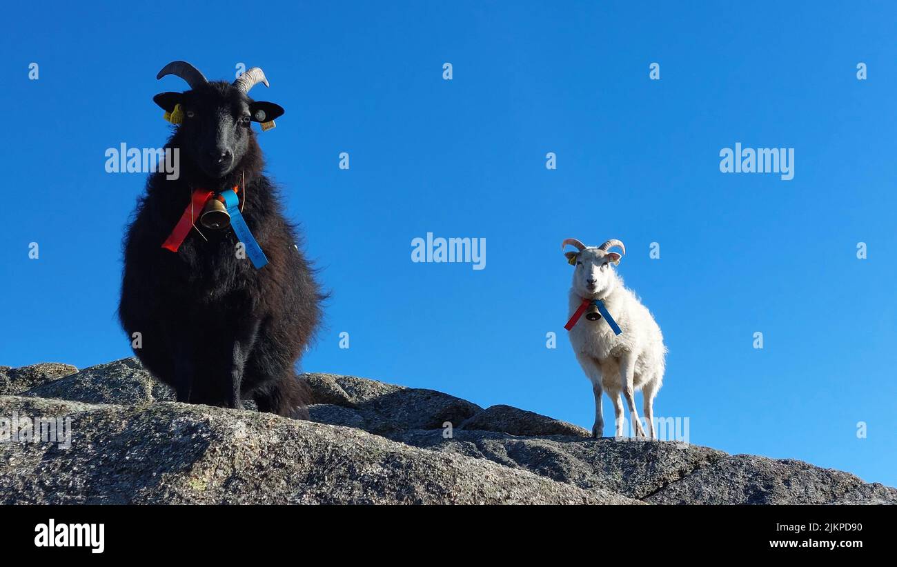 A closeup shot of black and white mountain goats standing on top of a ...