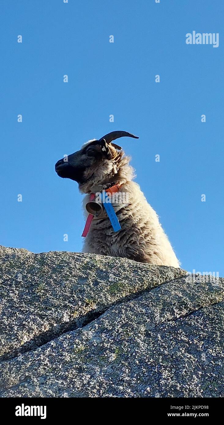 A close-up of a white mountain goat standing on top of a cliff with a ...