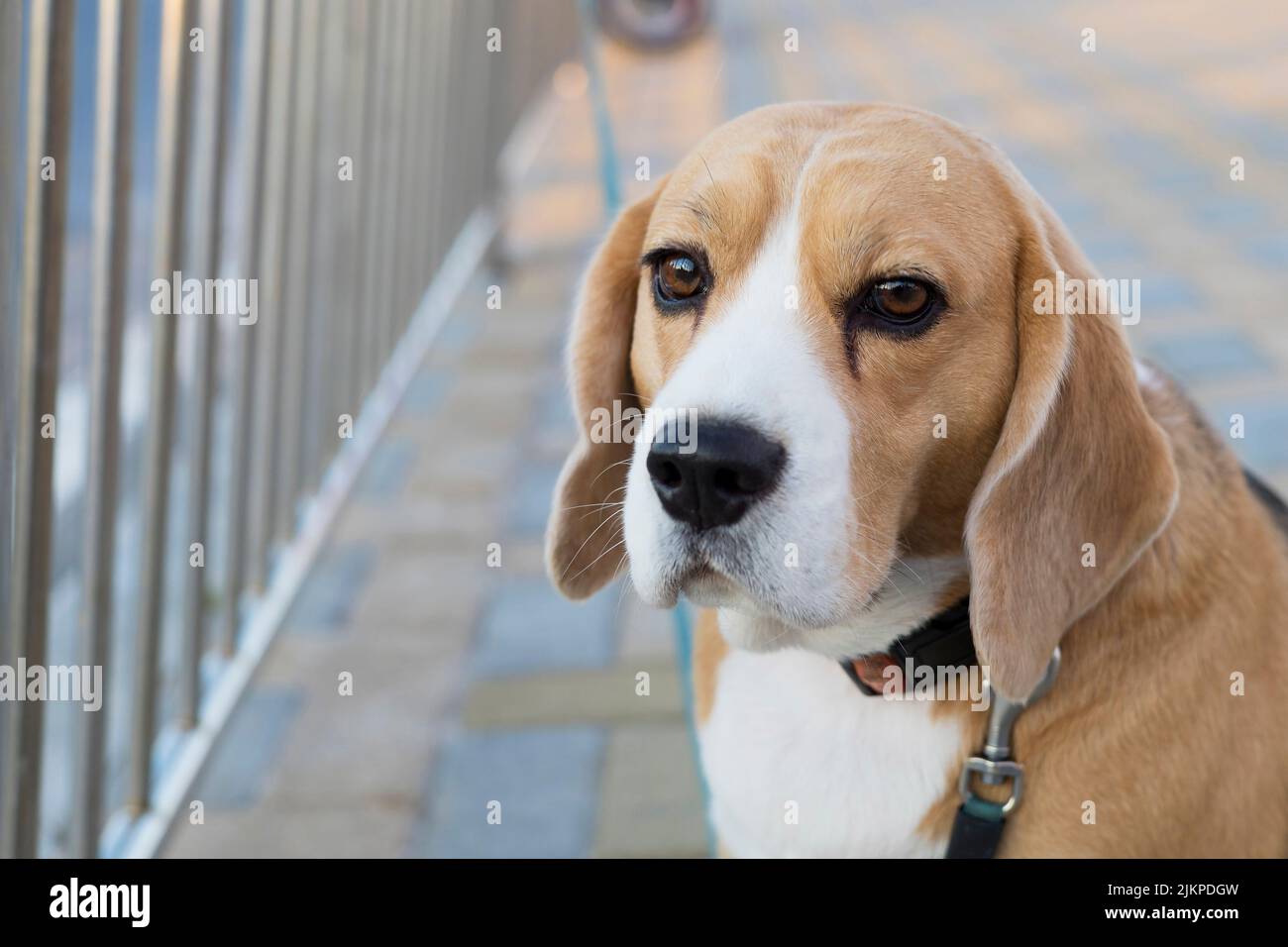A beagle dog is behind a metal fence, waiting for the owner. space for ...