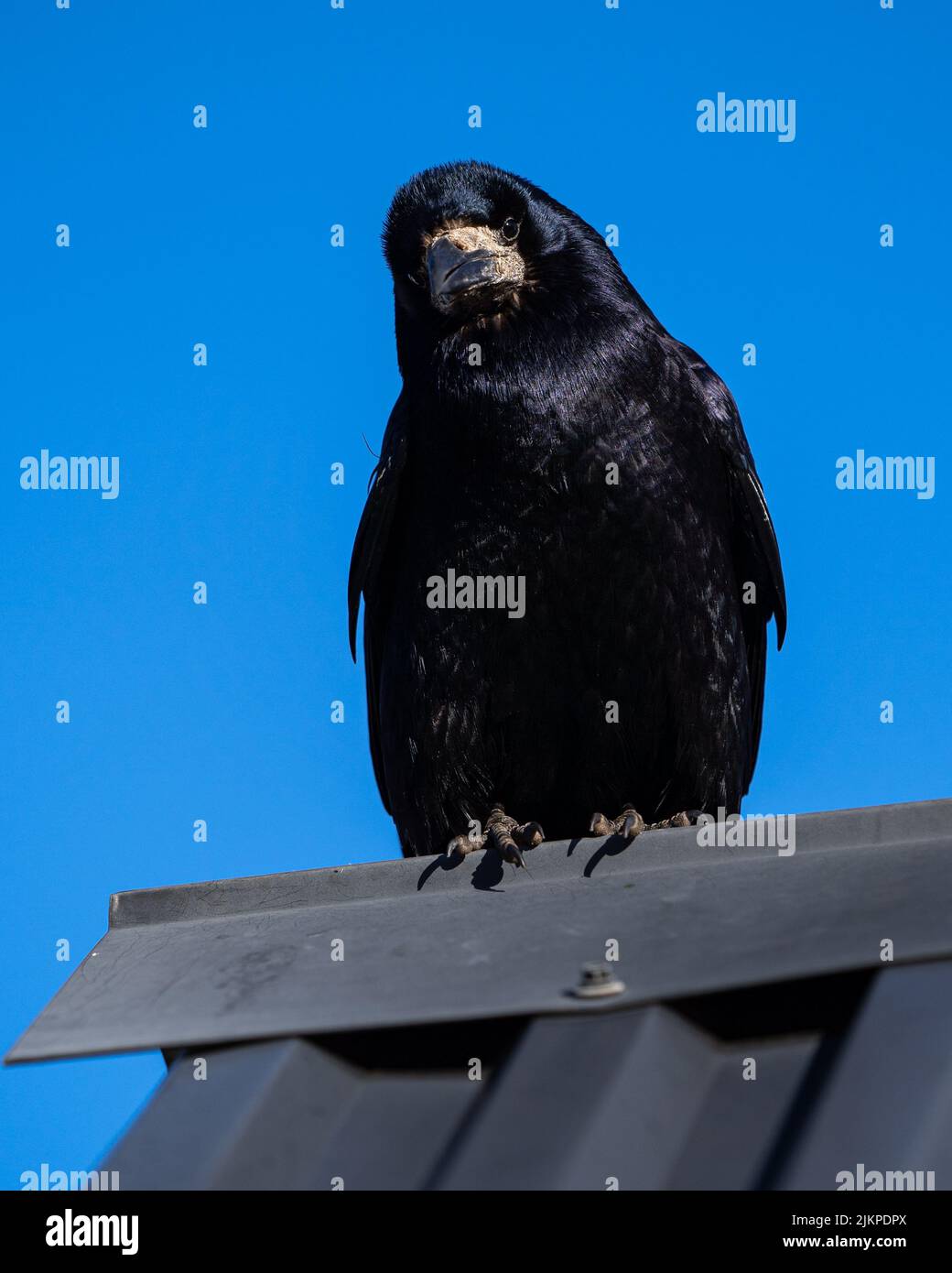 A crow bird on top of a roof Stock Photo - Alamy