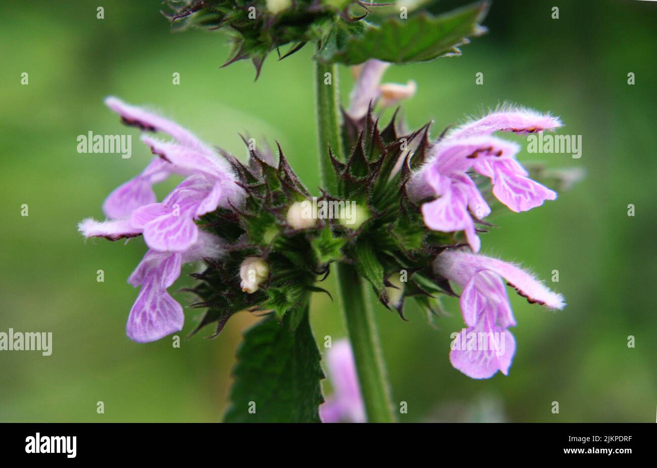 Black horehound hi-res stock photography and images - Alamy