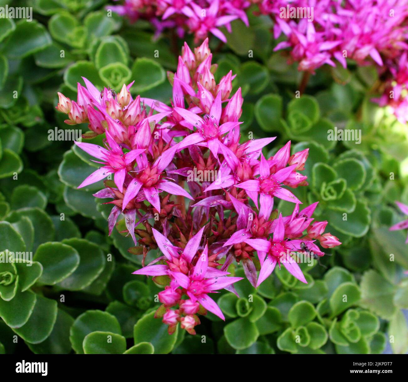 Bright pink flowers of Caucasian stonecrop or two-row stonecrop (Sedum ...