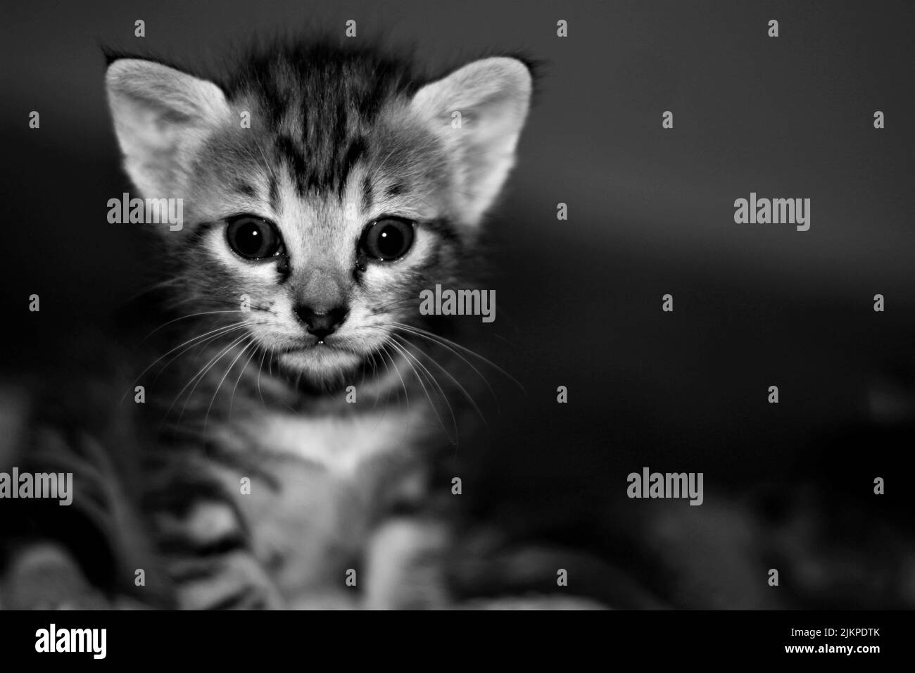 A grayscale of a small cat Stock Photo - Alamy