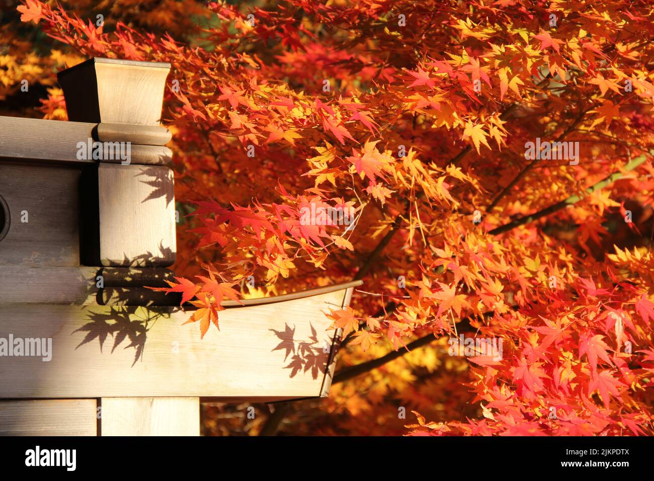 Sun shines on maple hi-res stock photography and images - Alamy