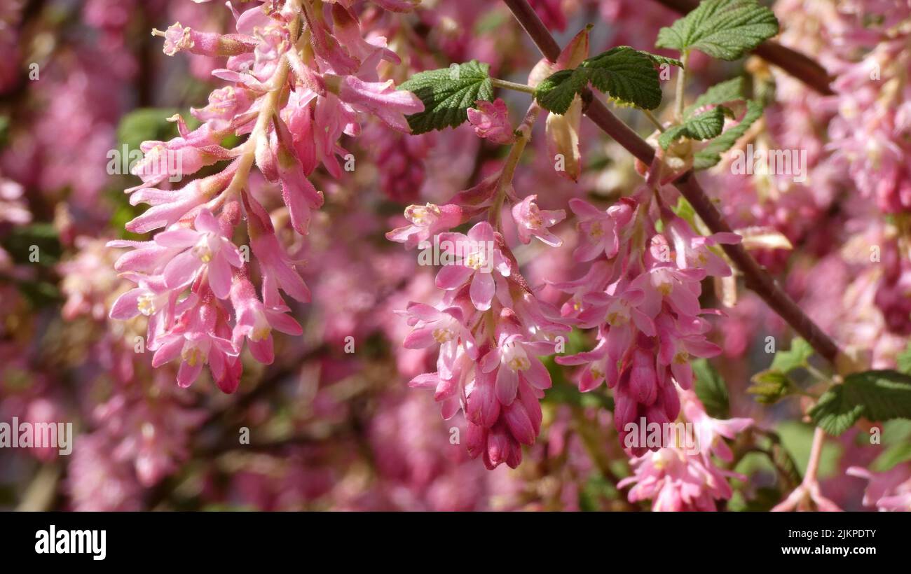 Pink blood hi-res stock photography and images - Alamy
