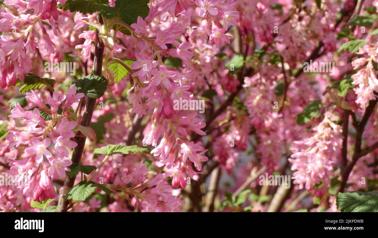 The pink Blood currant flowers blooming Stock Photo - Alamy