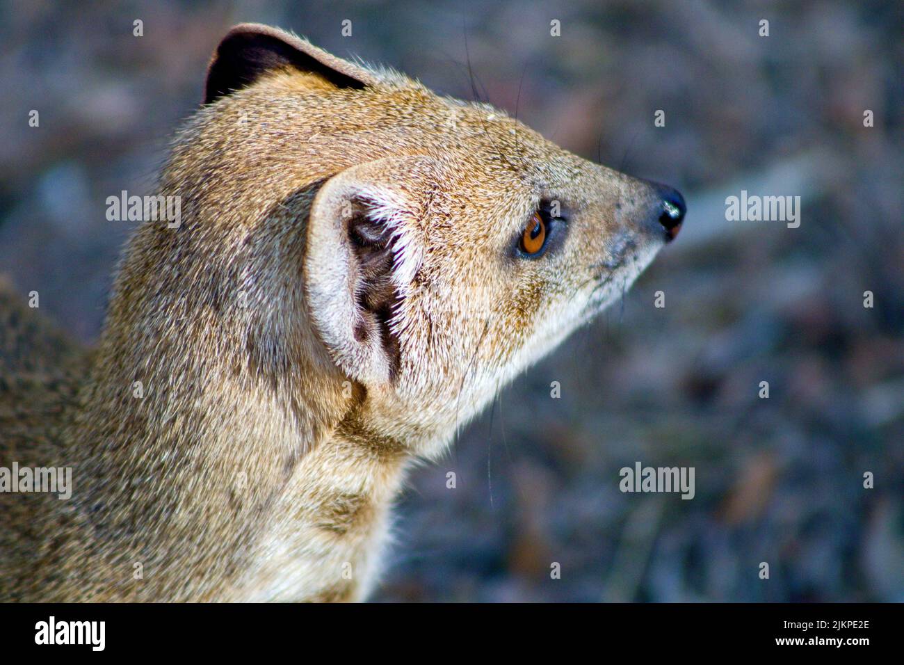 Mongoose in grass hi-res stock photography and images - Alamy