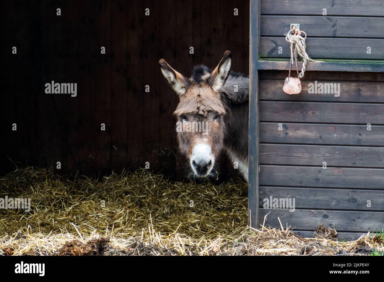 Donkey farm hi-res stock photography and images - Alamy