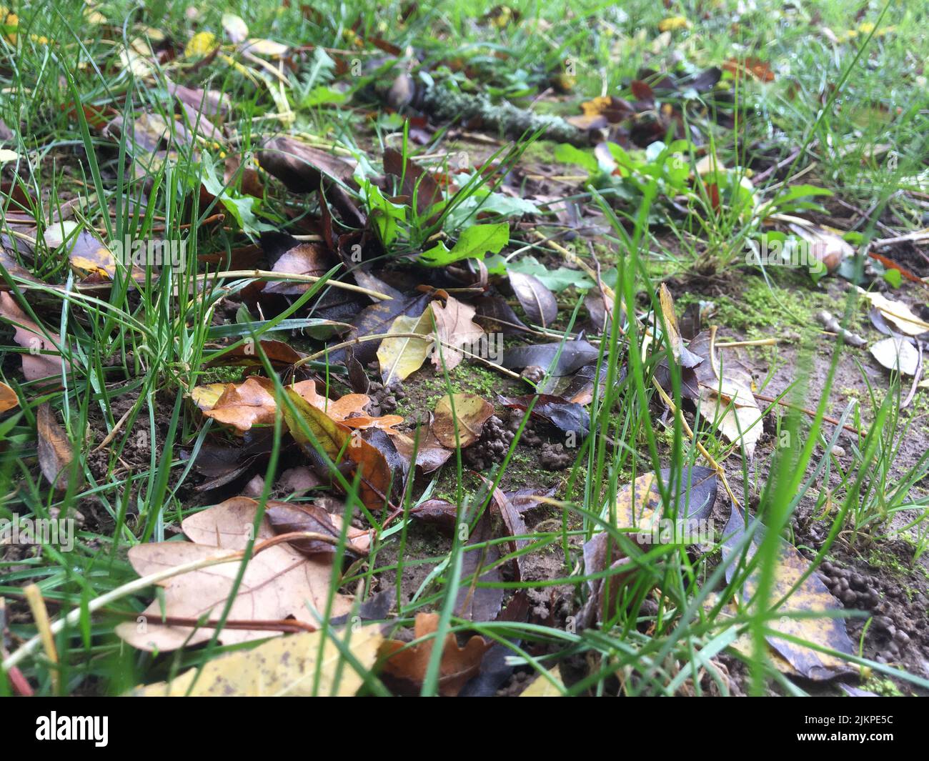 Grass with leaves hi-res stock photography and images - Alamy