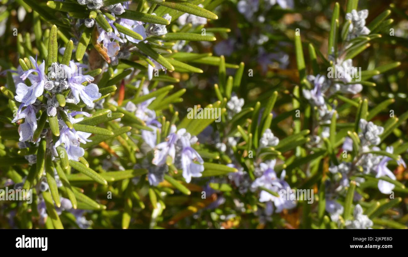 Rosemary plant in bloom spring hi-res stock photography and images - Alamy