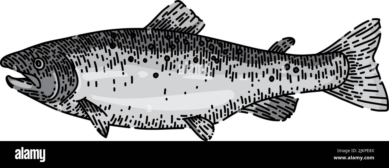 salmon fish sketch hand drawn vector Stock Vector Image & Art - Alamy