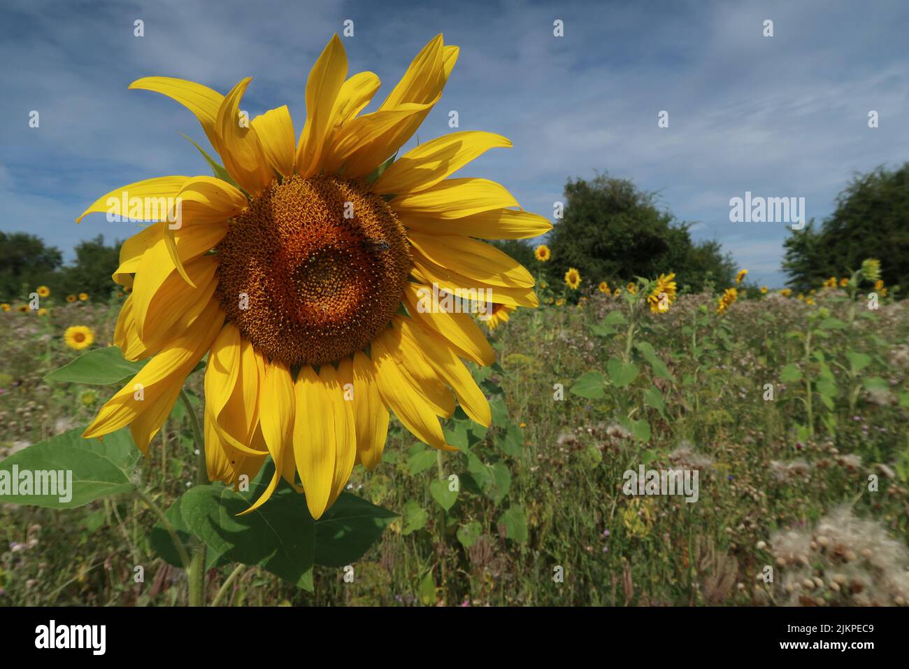 Beautiful summer growth hi-res stock photography and images - Alamy