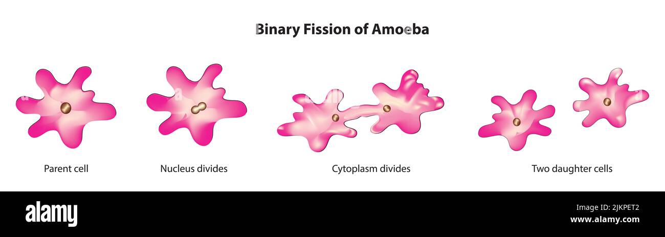 Amoeba proteus, microbe hi-res stock photography and images - Alamy