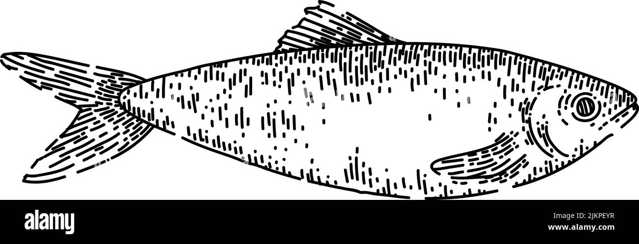 Fresh mackerel hand drawn Stock Vector Images - Alamy