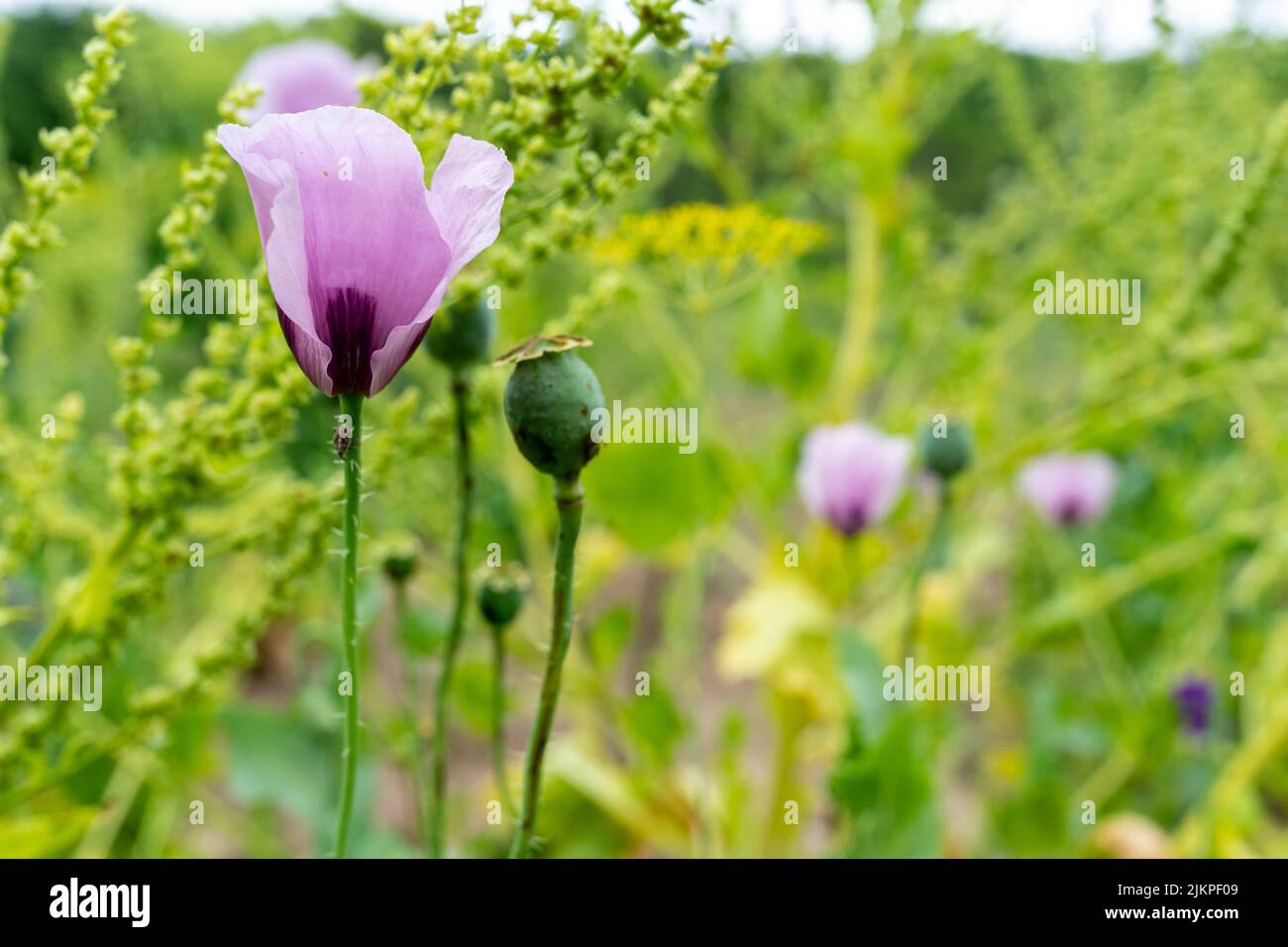 Purple poppy flower on a background of various greens. Soft focus and ...