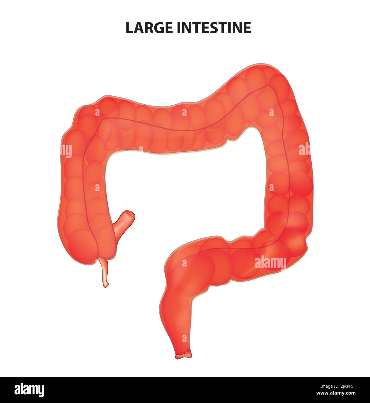 Large intestine anatomical illustration hi-res stock photography and ...
