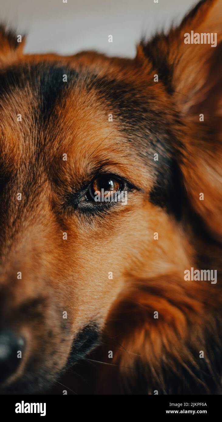 Half breed dog german shepherd hi-res stock photography and images - Alamy