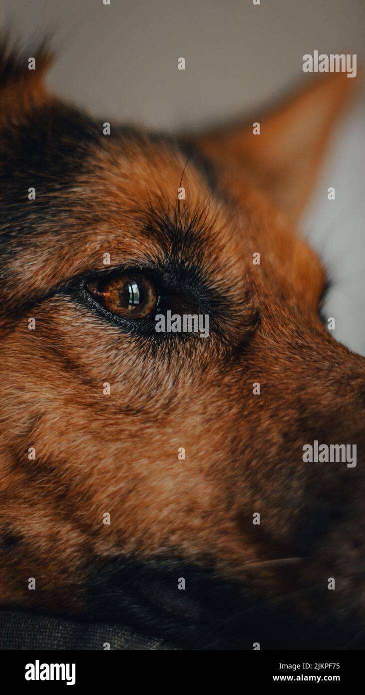 Half breed dog german shepherd hi-res stock photography and images - Alamy