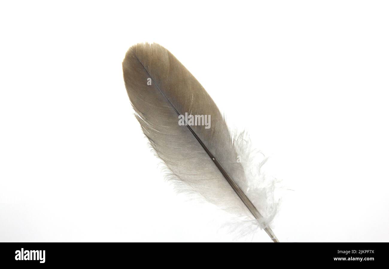 feather quill of dove gray with white background Stock Photo - Alamy