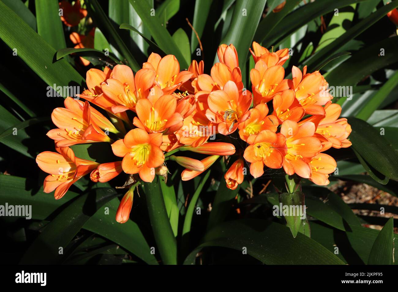 Lily clivia hi-res stock photography and images - Alamy