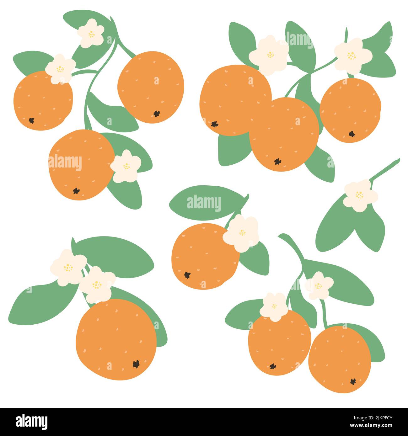 Exotic citrus fruits Stock Vector Images - Alamy
