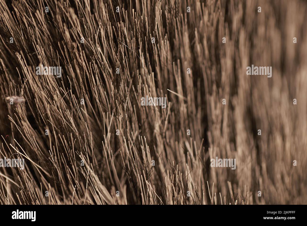 Animal hair texture detail hi-res stock photography and images - Alamy