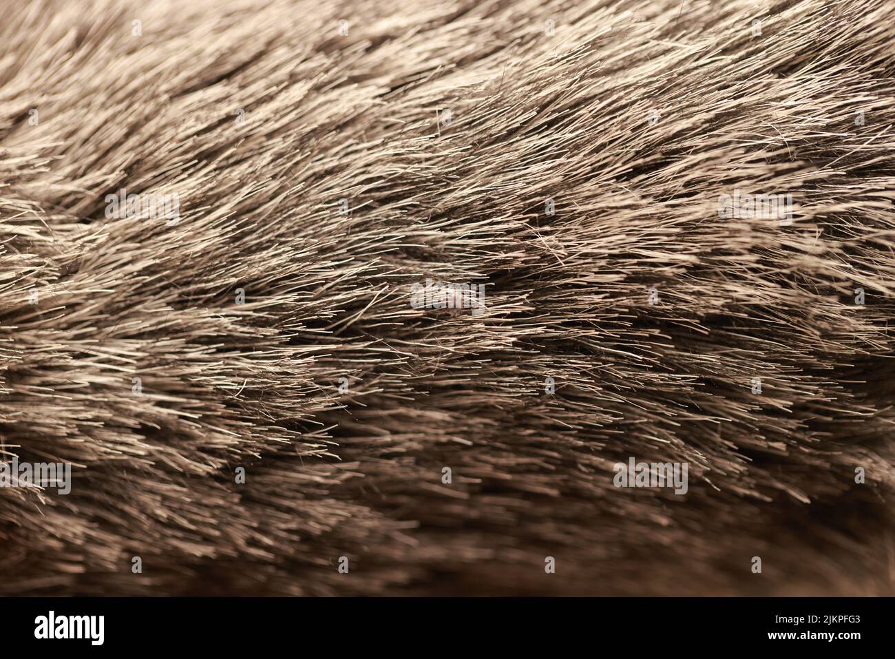 Animal hair texture detail hi-res stock photography and images - Alamy