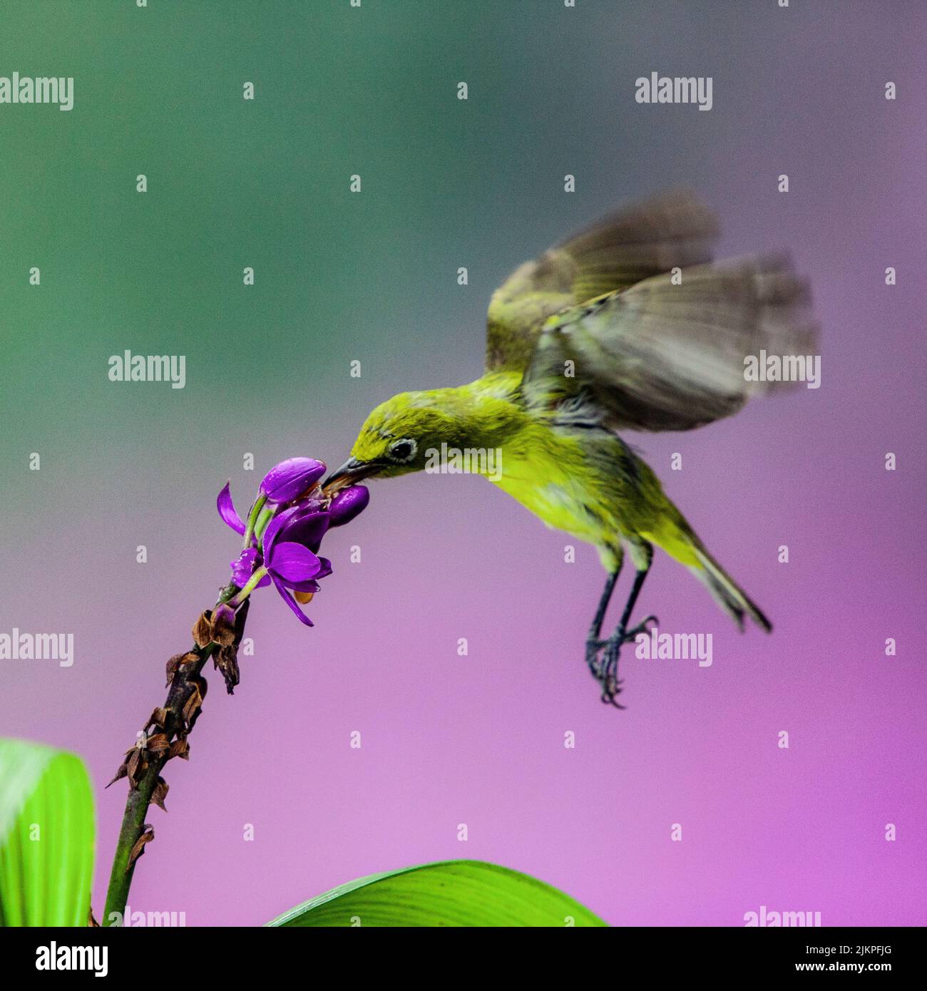 A white-eyed bird feeding on the nectar of a purple flower on a blurred ...