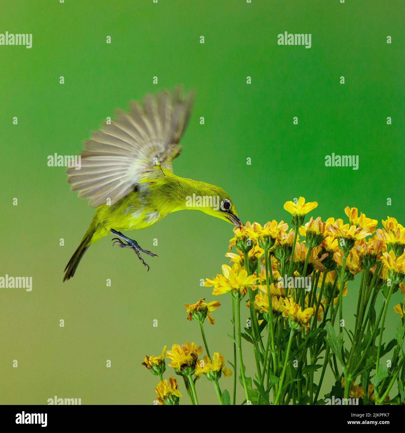 A white-eyed bird feeding on the nectar of a yellow flower on a blurred ...